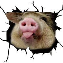 Pet Pig Cracks Autoaufkleber Lustiges Aufkleber -fensteraufkleber ...